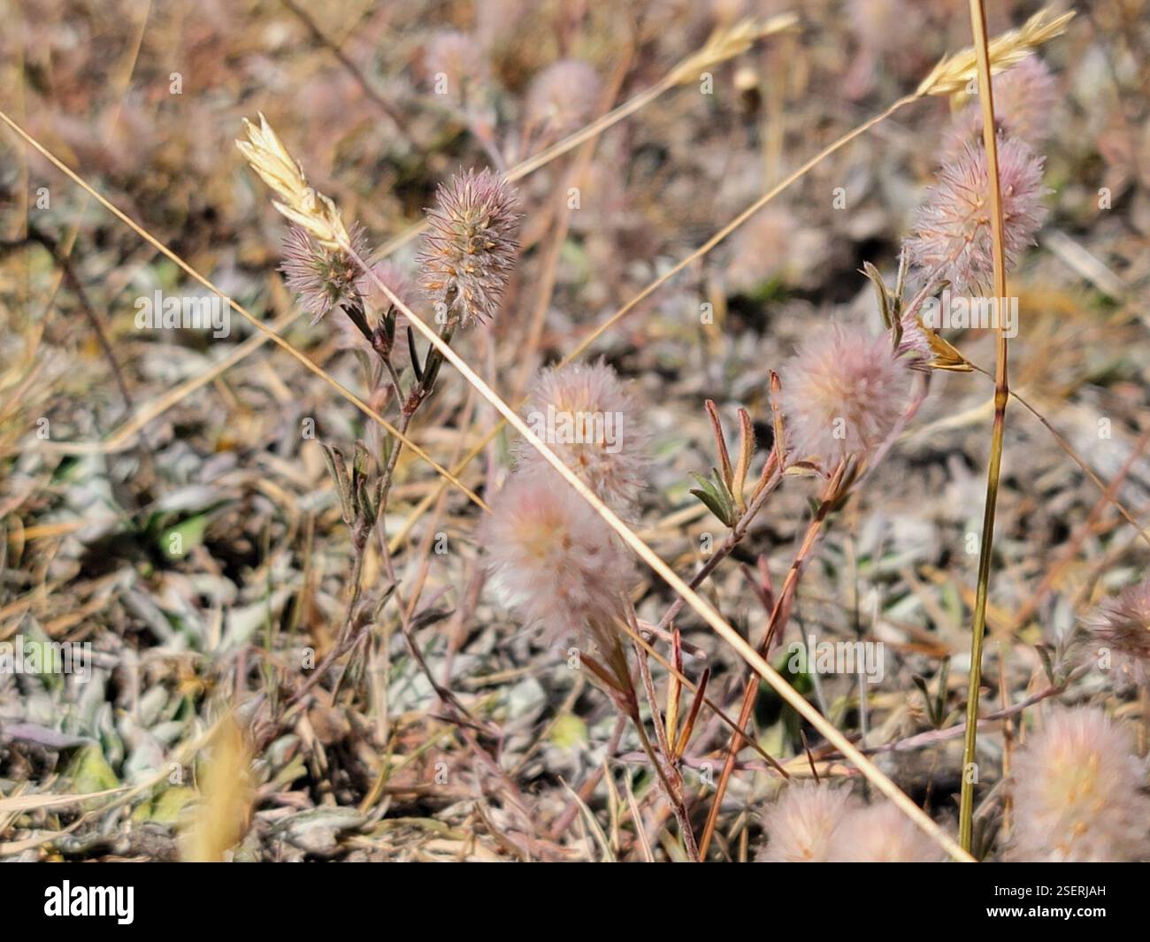 rabbitfoot clover (Trifolium arvense), Plantae, Tekapo, New Zealand ...
