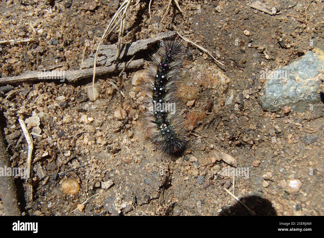(Anthela), Insecta, 62 Railway Parade, Wentworth Falls NSW 2782 ...