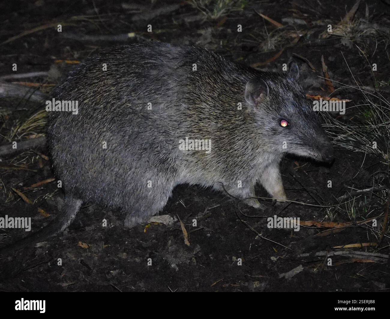 Southern Brown Bandicoot (Isoodon obesulus), Mammalia, Hobart TAS ...