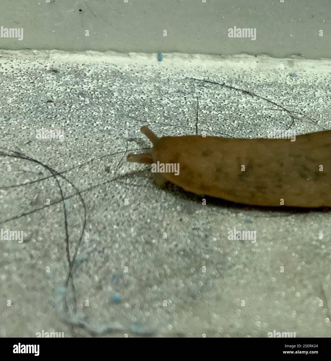 Leatherleaf Slugs (Veronicellidae), Mollusca, Melgar, Melgar, Tolima ...