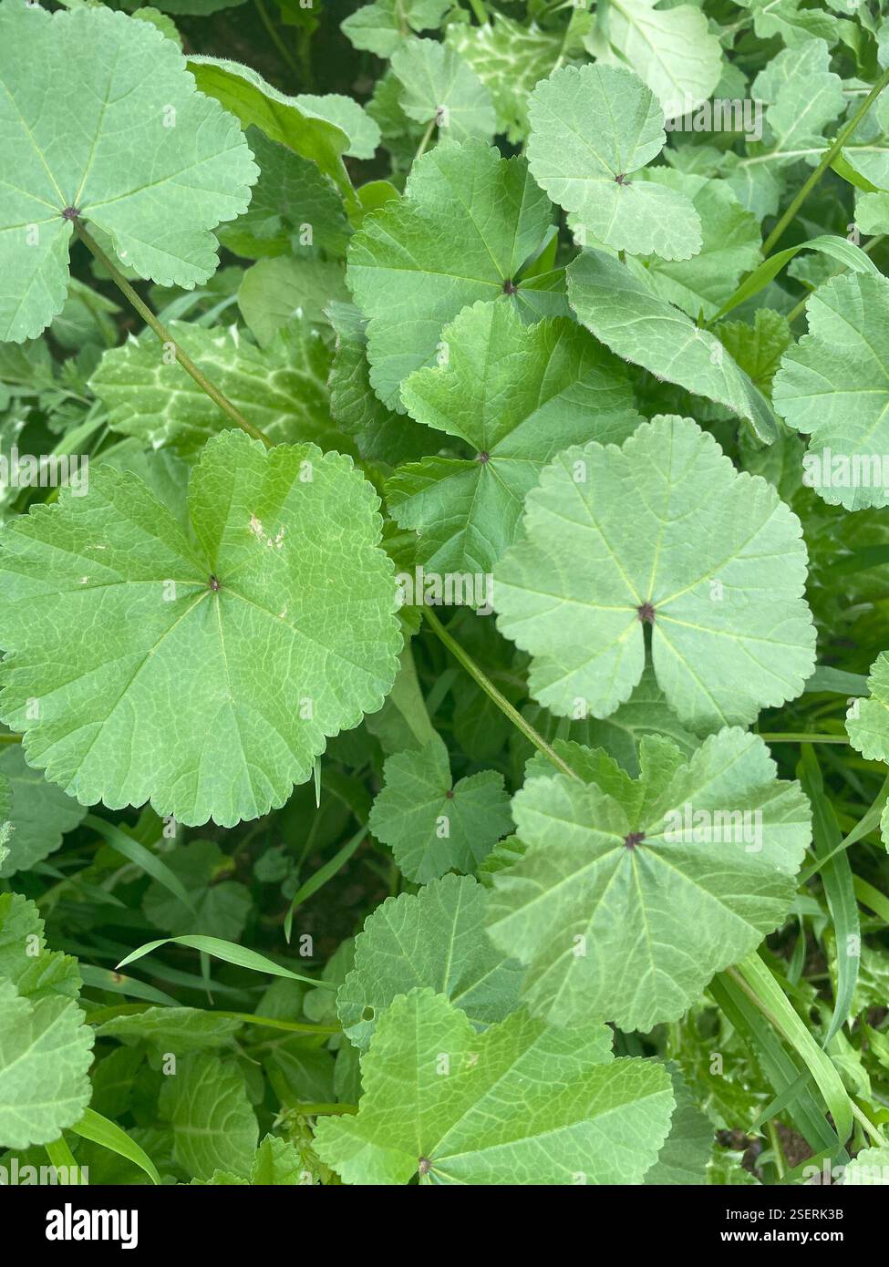 Mallows (Malva), Plantae, Santa Clara, California, United States Stock ...