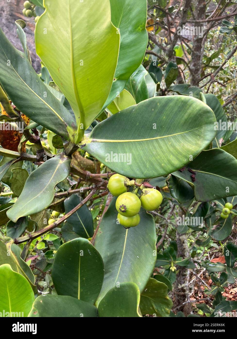 attorney trees (Clusia), Plantae, Pachavita, Pachavita, Departamento de ...