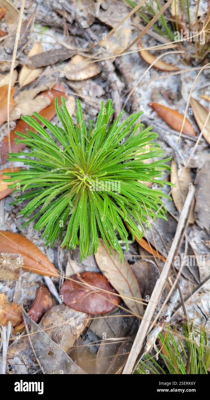 coastal plain honeycombhead (Balduina angustifolia), Plantae, Silver ...