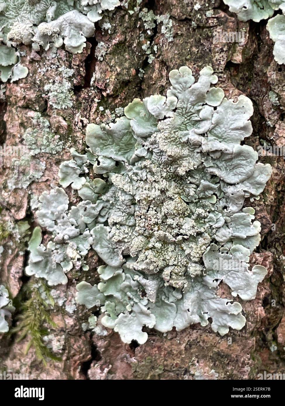 common greenshield lichen (Flavoparmelia caperata), Fungi, Outer Area ...