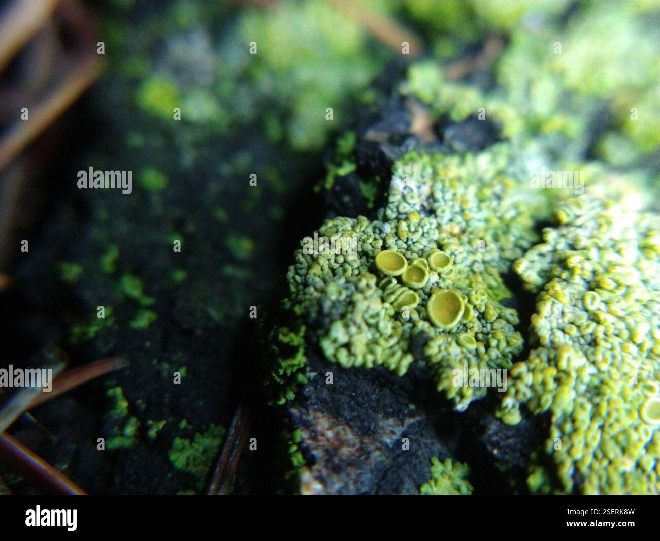 Pin-cushion Sunburst Lichen (Polycauliona polycarpa), Fungi, California ...