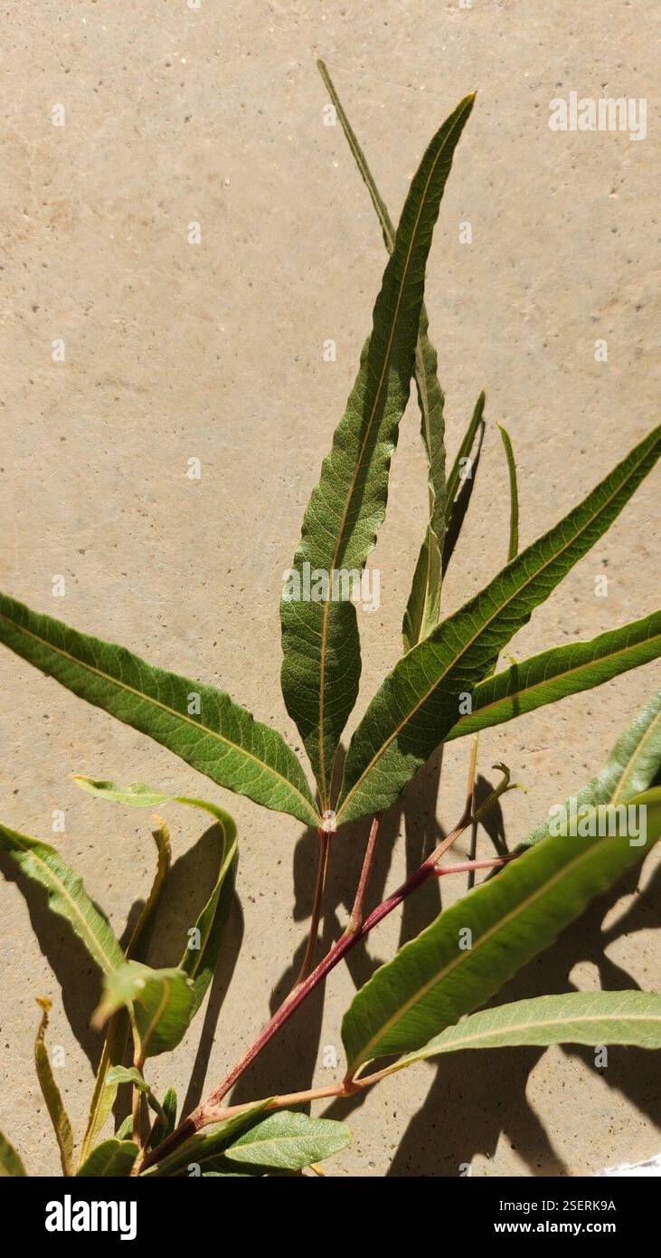 african sumac (Searsia lancea), Plantae, Rancho Mirage, CA 92270, USA ...