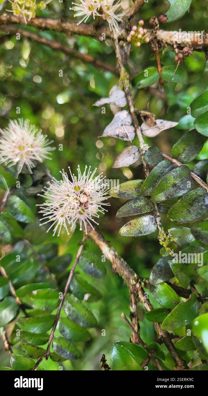 white climbing rātā (Metrosideros diffusa), Plantae, 7886, New Zealand ...