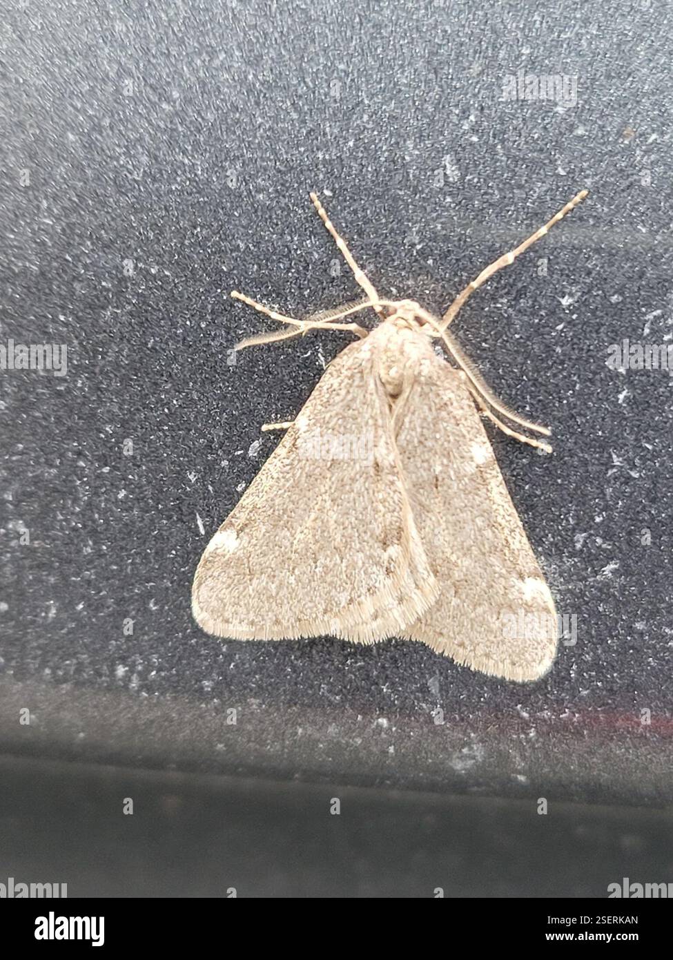 Fall Cankerworm Moth (Alsophila pometaria), Insecta, New Haven County ...
