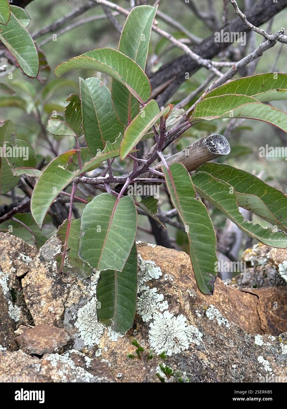 laurel sumac (Malosma laurina), Plantae, Tucker Wildlife Sanctuary ...