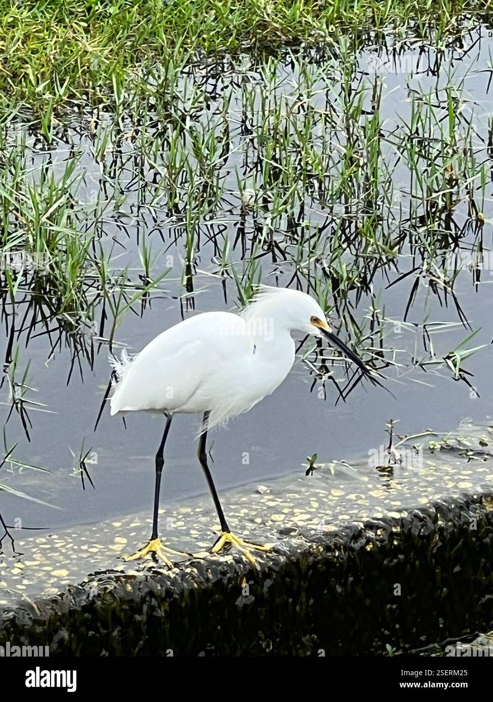 Snowy Egret (Egretta thula), Aves, Robert Trent Jones Pkwy, Trinity, FL ...