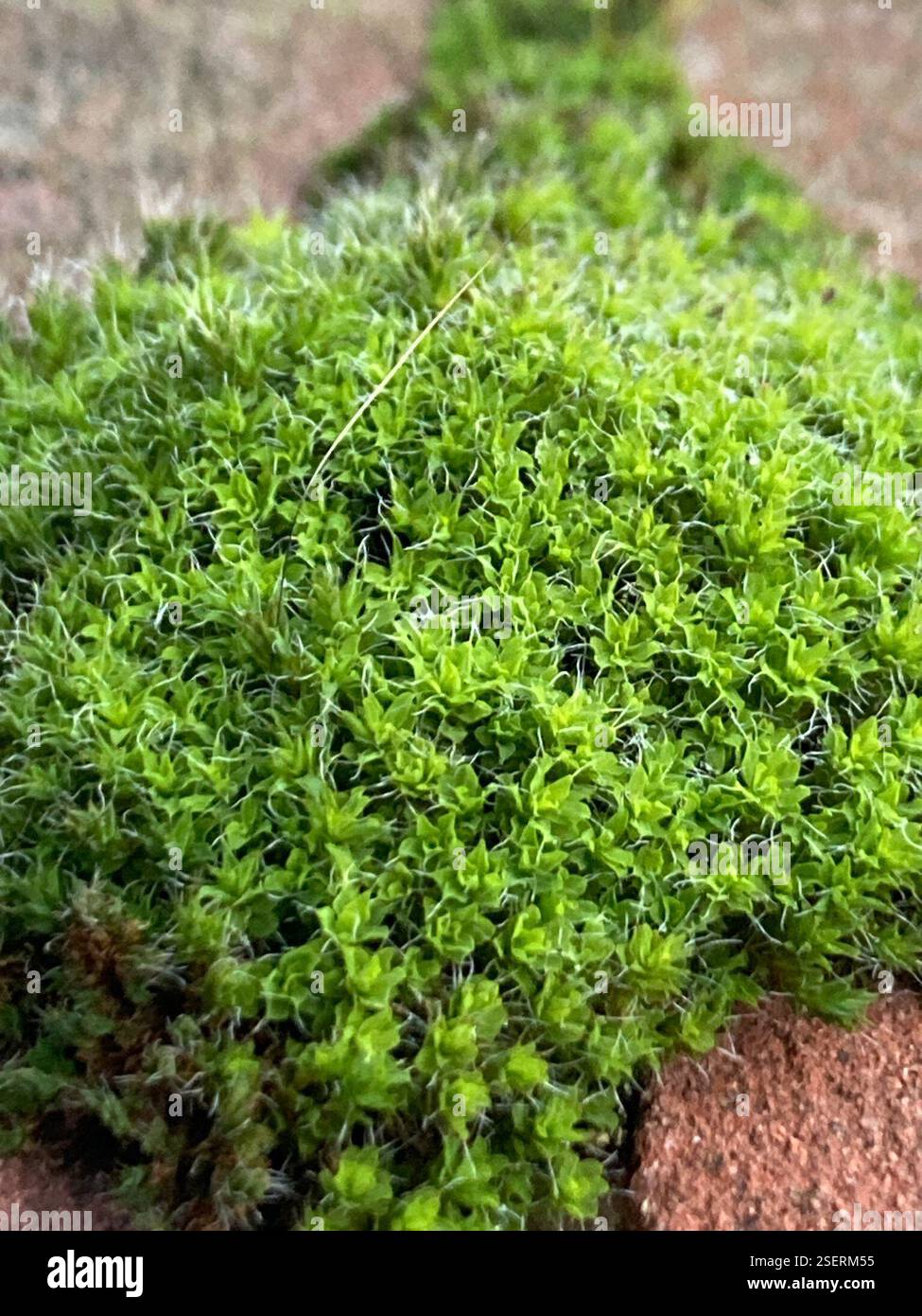 Intermediate Screw-moss (Syntrichia montana), Plantae, Worple St ...