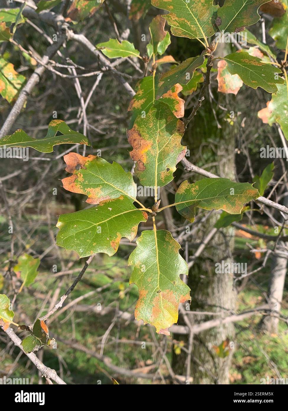 Oracle Oak (Quercus × morehus), Plantae, Hidden Falls Regional Park ...