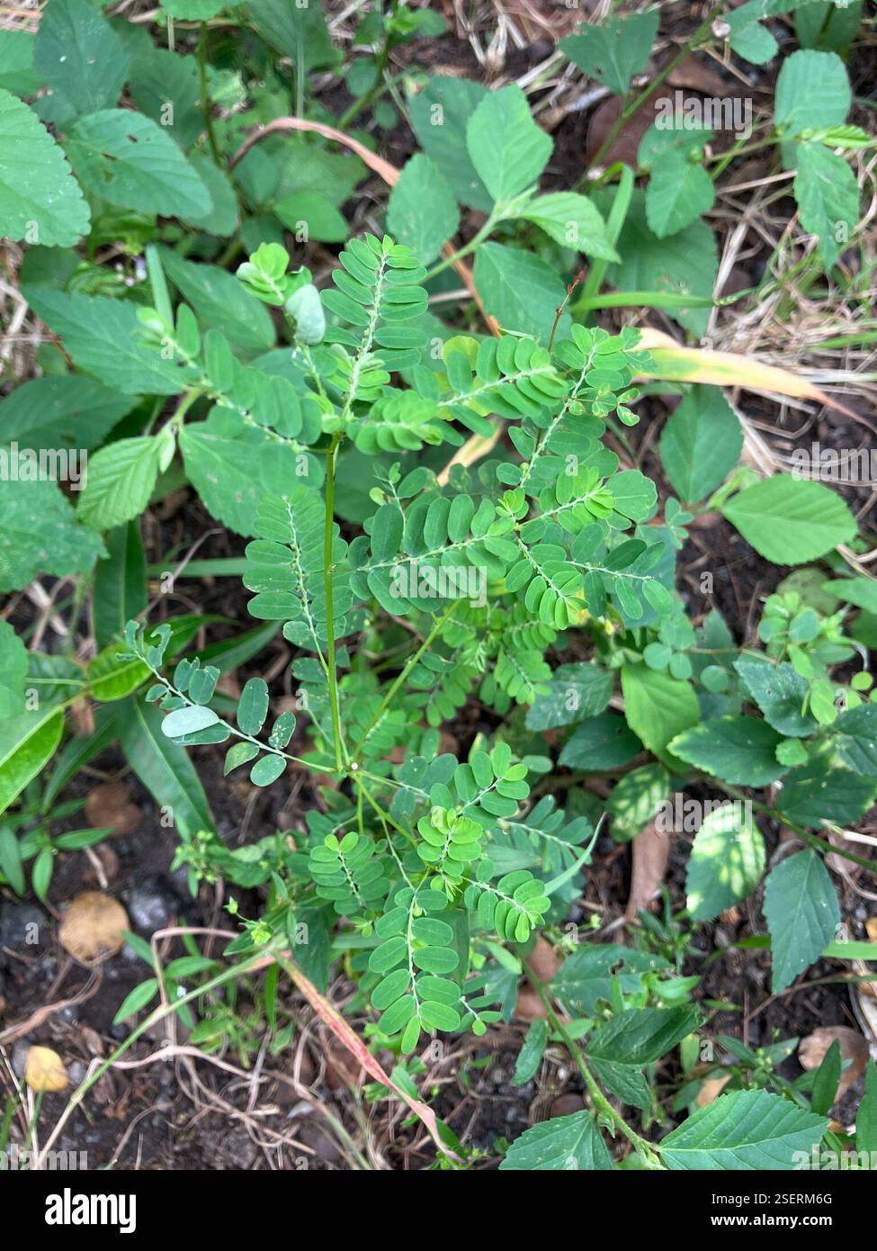 Gale of the Wind (Phyllanthus amarus), Plantae, Saint Peter, MS Stock ...