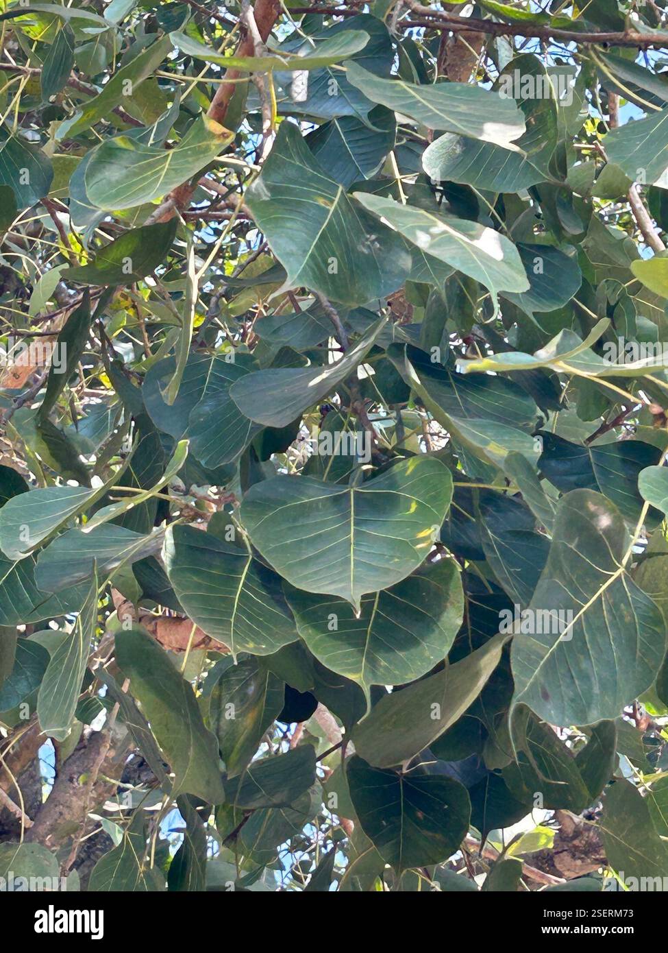 Sacred fig (Ficus religiosa), Plantae, Shan, MM Stock Photo - Alamy