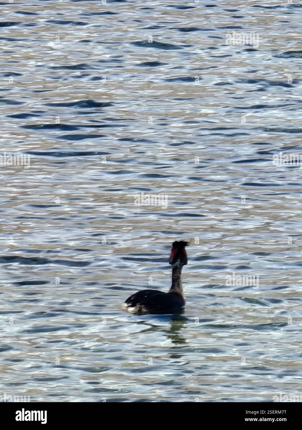 Great Crested Grebe (Podiceps cristatus), Aves, Queenstown-Lakes ...