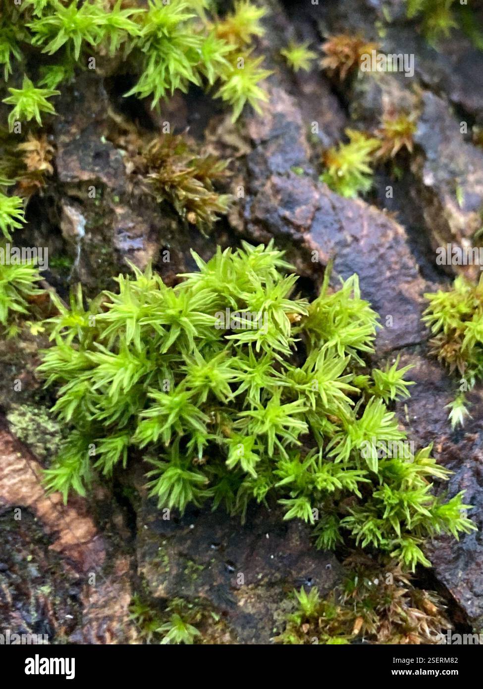Wood Bristle-moss (Lewinskya affinis), Plantae, Uplands Close, London ...