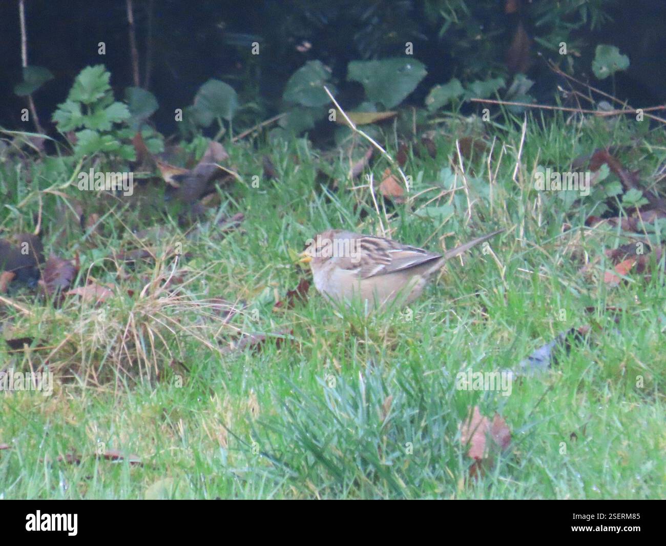 White-crowned Sparrow (Zonotrichia leucophrys), Aves, Capital, BC ...