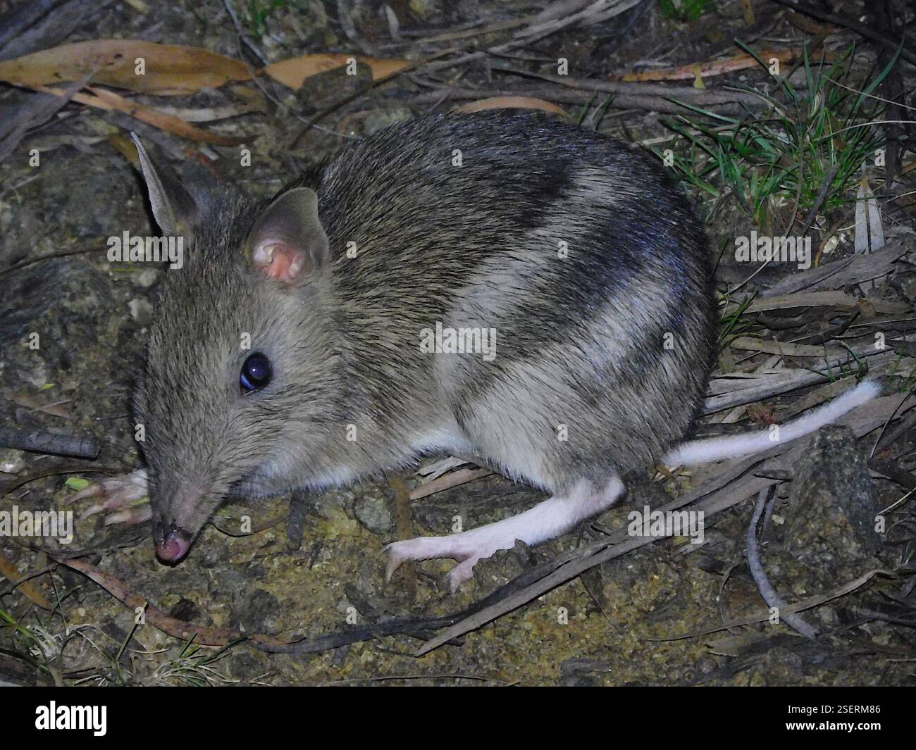 Eastern Barred Bandicoot (Perameles gunnii), Mammalia, Hobart TAS ...