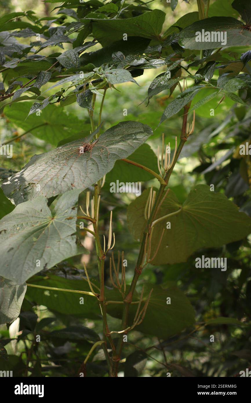 pariparoba (Piper umbellatum), Plantae, Araçariguama, SP, 18147-000 ...