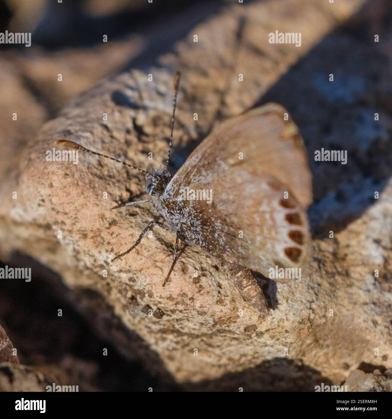Western Pygmy-Blue (Brephidium exilis), Insecta, Abalone Cove Beach ...