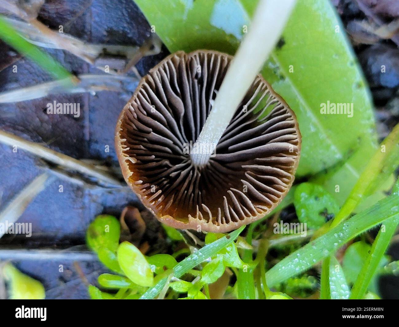 Brittlestems and Allies (Psathyrellaceae), Fungi, Rancho San Antonio ...