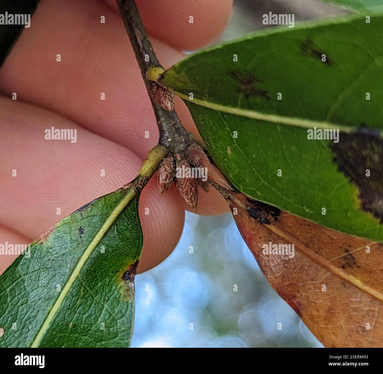 swamp laurel oak (Quercus laurifolia), Plantae, TEMPLE TERR, FL 33617 ...