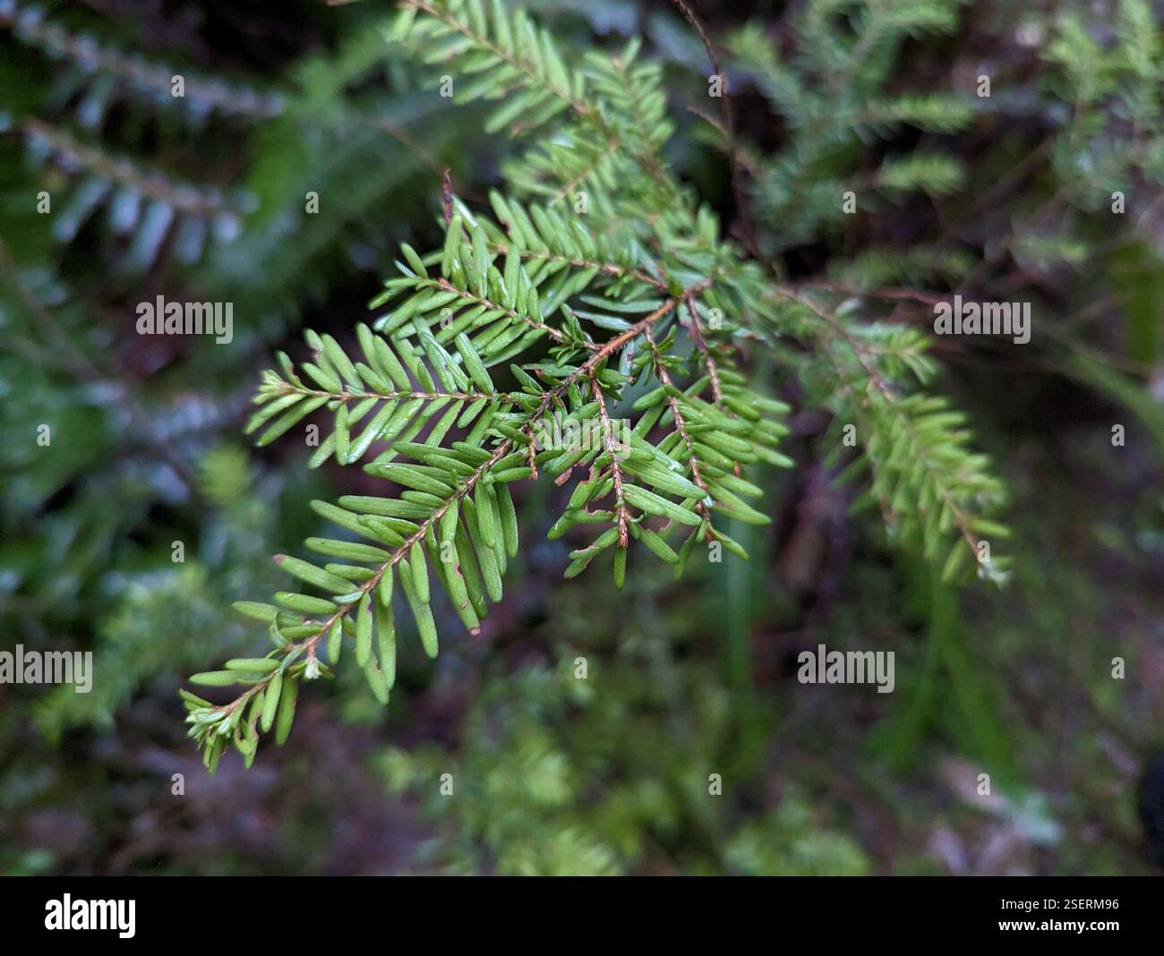 western hemlock (Tsuga heterophylla), Plantae, Vancouver, BC V6G 3E2 ...