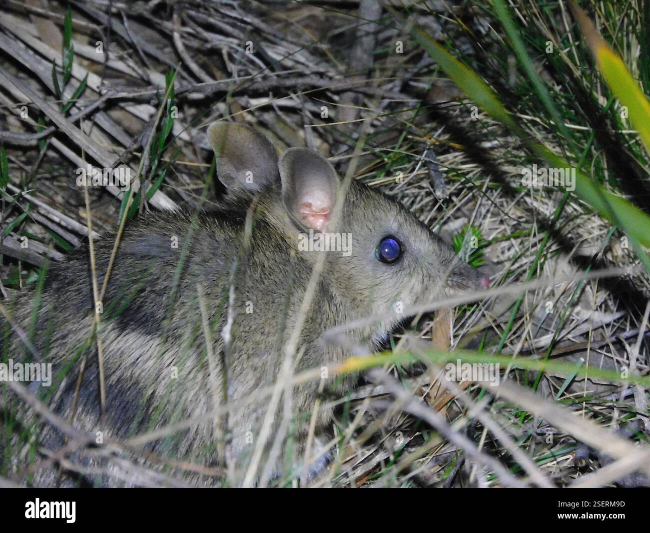 Eastern Barred Bandicoot (Perameles gunnii), Mammalia, Hobart TAS ...