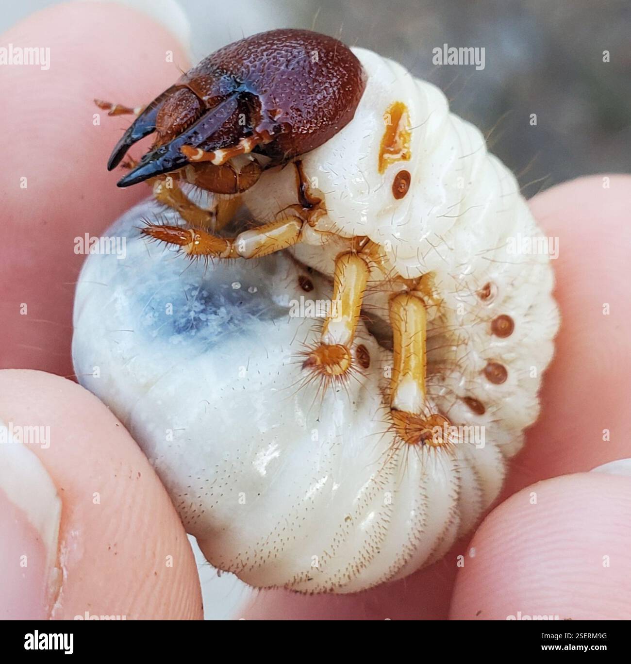 Scarabs, Stag Beetles, and Allies (Scarabaeoidea), Insecta, Gainesville ...