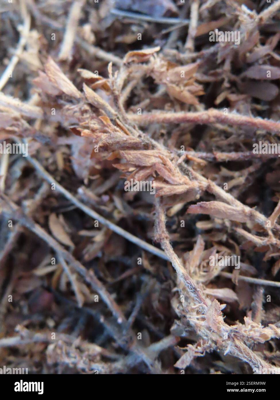 plants (Plantae), Plantae, Wind Cave National Park, Custer, South ...