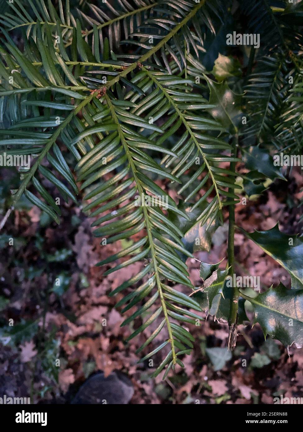 common yew (Taxus baccata), Plantae, Manor Dr, Epsom, England, GB Stock ...