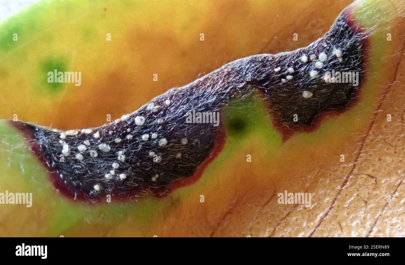 Myrtle Rust (Austropuccinia psidii), Fungi, Auckland, Kingsland, New ...