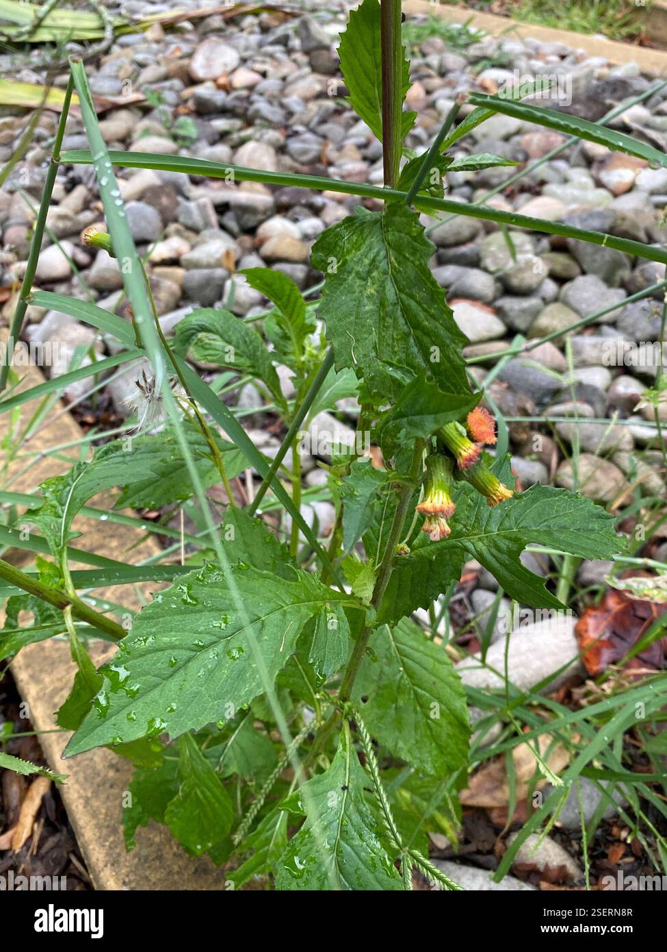 redflower ragleaf (Crassocephalum crepidioides), Plantae, The ...