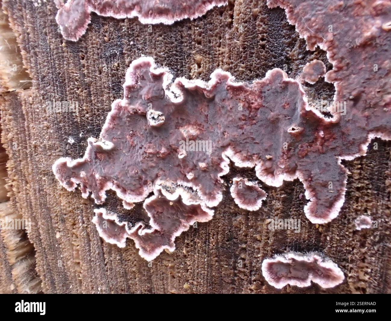 Silverleaf Fungus (Chondrostereum purpureum), Fungi, Nationaal Park De ...