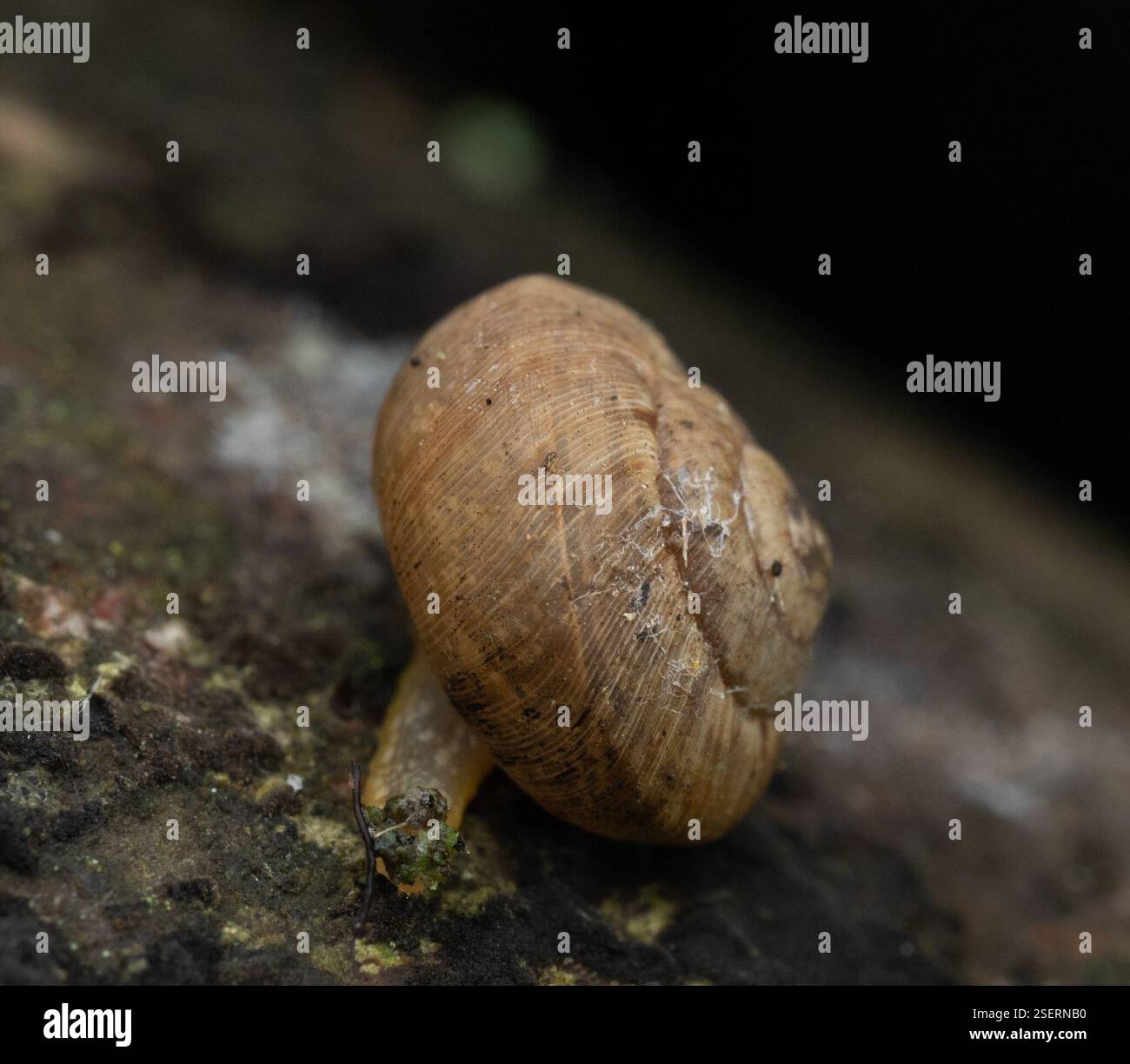 Pinwheel snails (Charopidae), Mollusca, Dunedin North, Dunedin, New ...