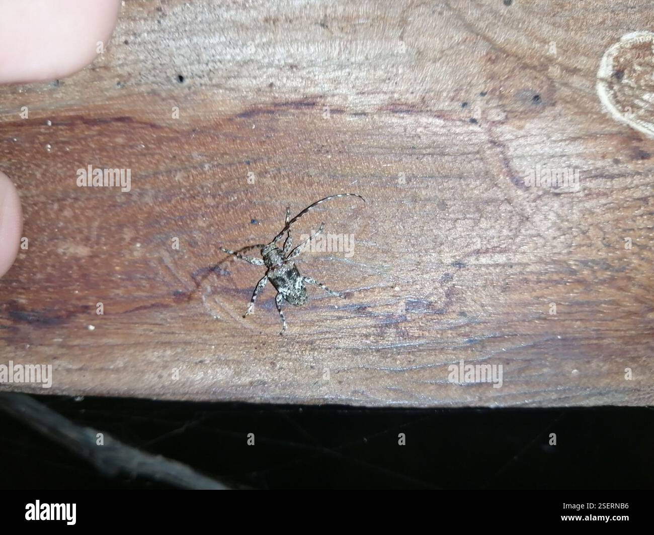 Longhorn Beetles (Cerambycidae), Insecta, Ciénaga, Magdalena, Colombia ...