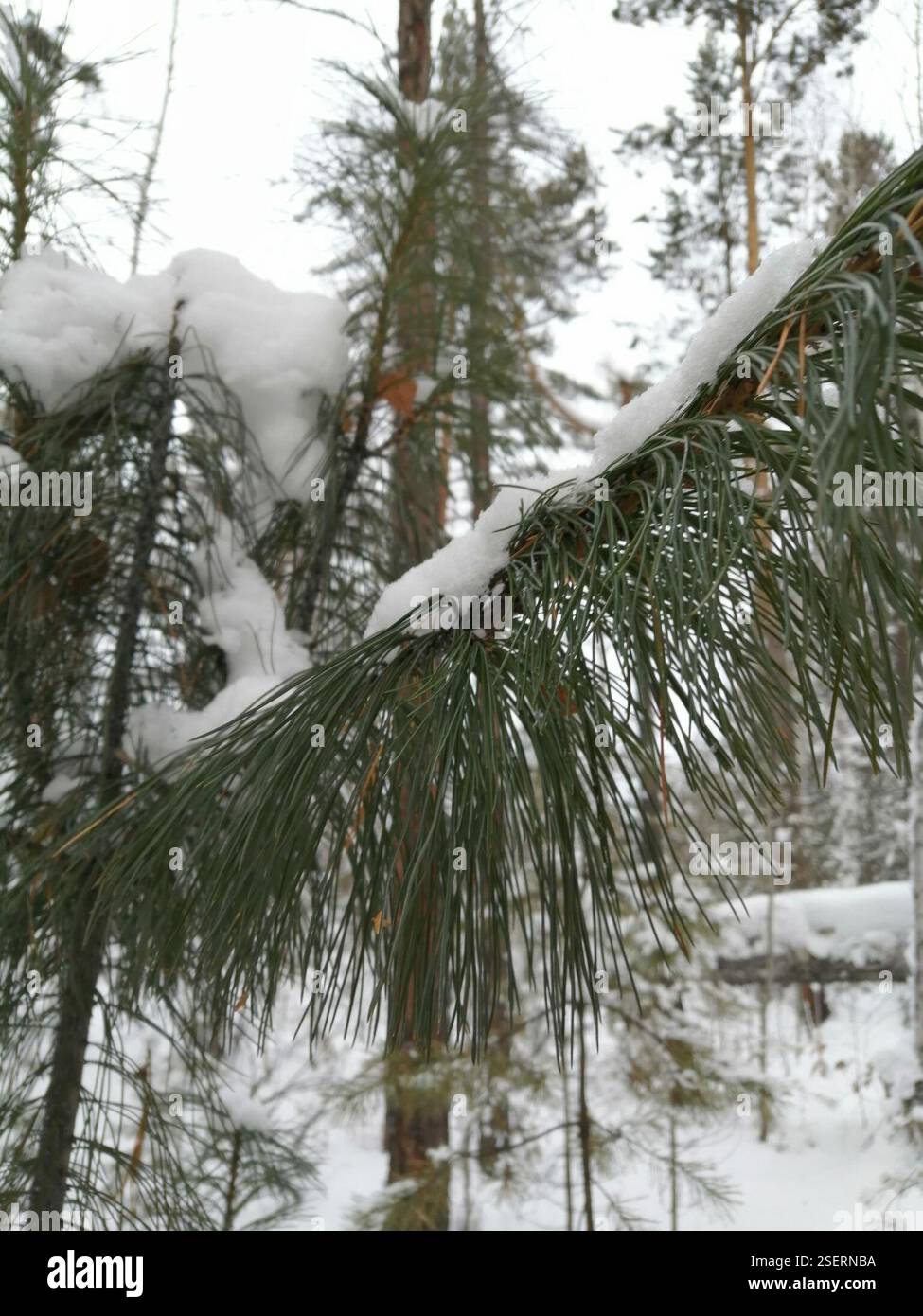 Siberian pine (Pinus sibirica), Plantae, Иркутская обл., Россия, 665490 ...