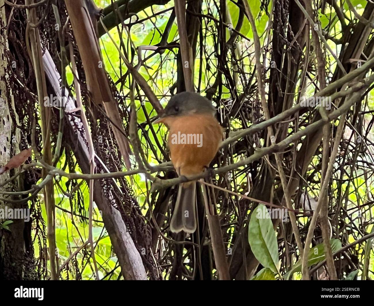 Lesser Antillean Pewee (Contopus latirostris), Aves, Saint Lucia, Saint ...