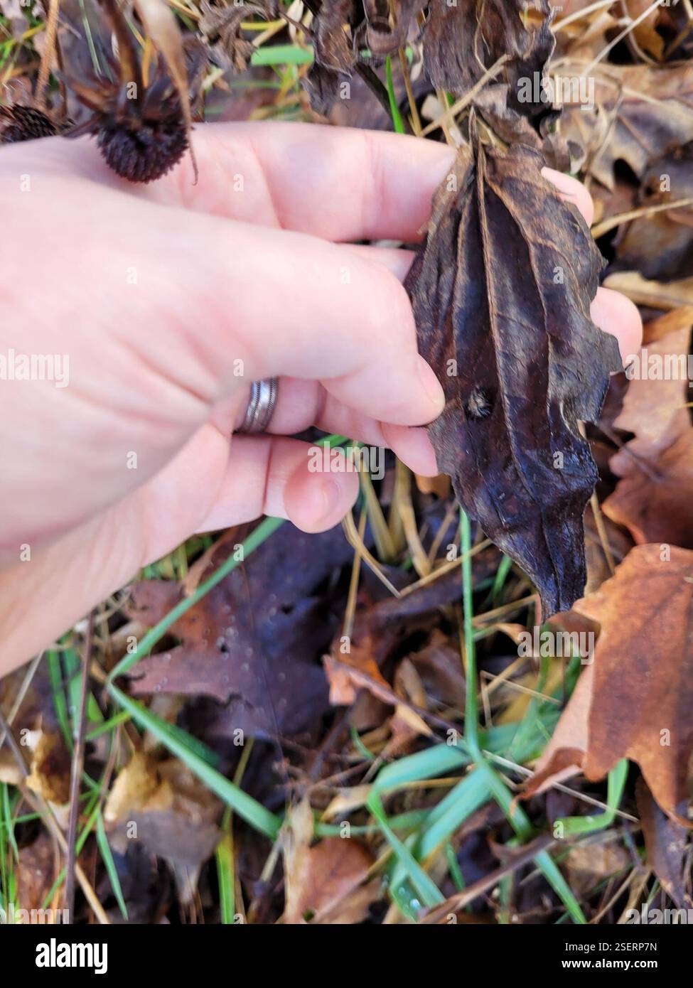 brown-eyed Susan (Rudbeckia triloba), Plantae, Chardon Township, OH, USA, potential escape. Wet ...