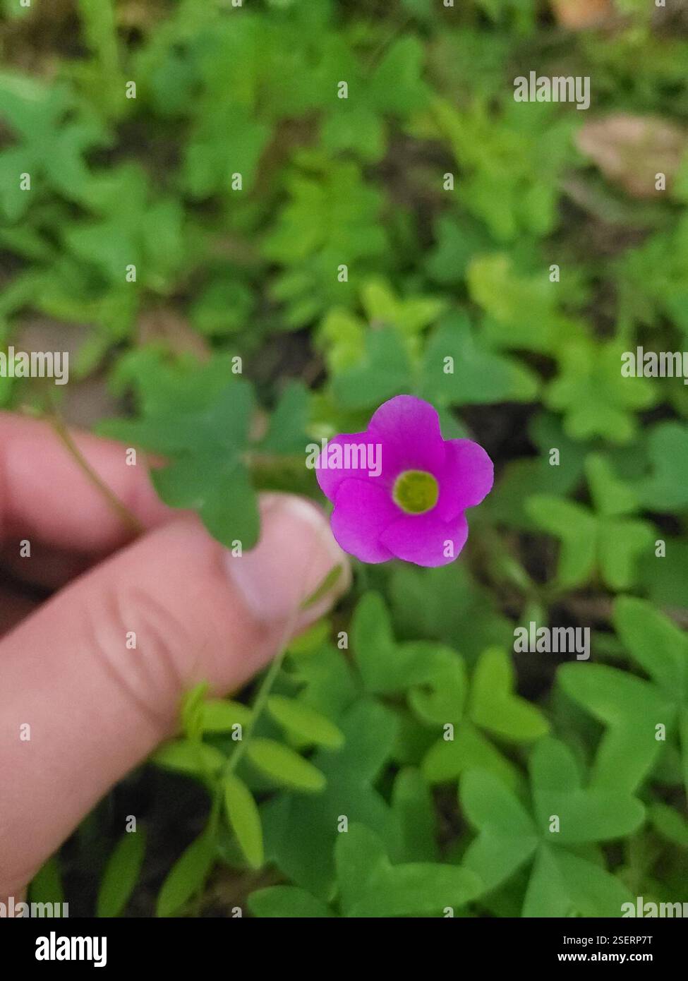 Garden pink-sorrel (Oxalis latifolia), Plantae, Corpus Christi, TX, USA ...