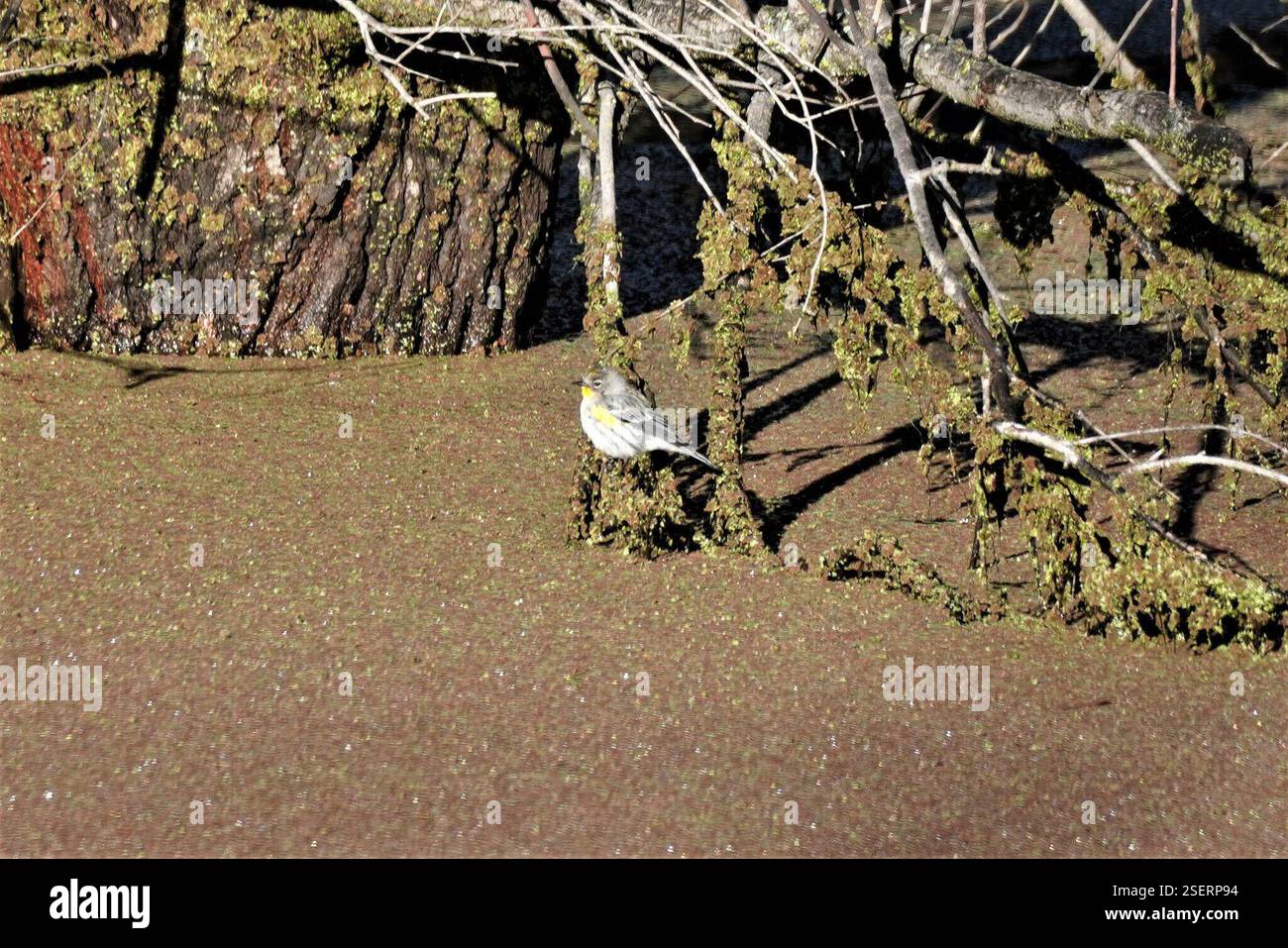 Audubon's Warbler (Setophaga coronata auduboni), Aves, El Dorado Hills ...