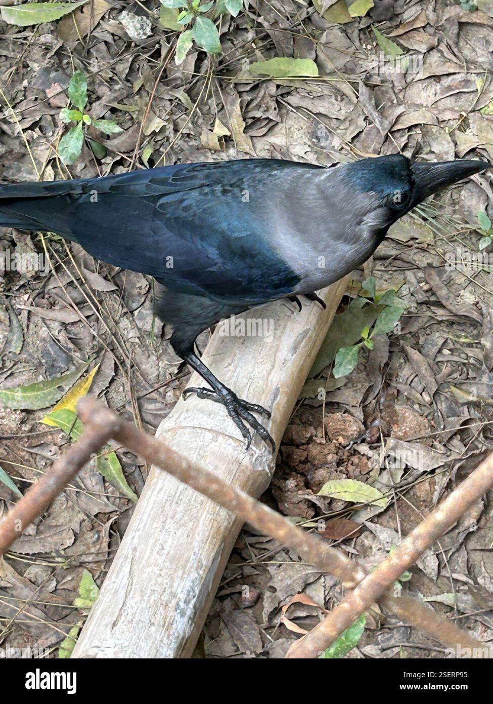 House Crow (Corvus splendens), Aves, Kazi Nazrul Islam Avenue, Dhaka ...