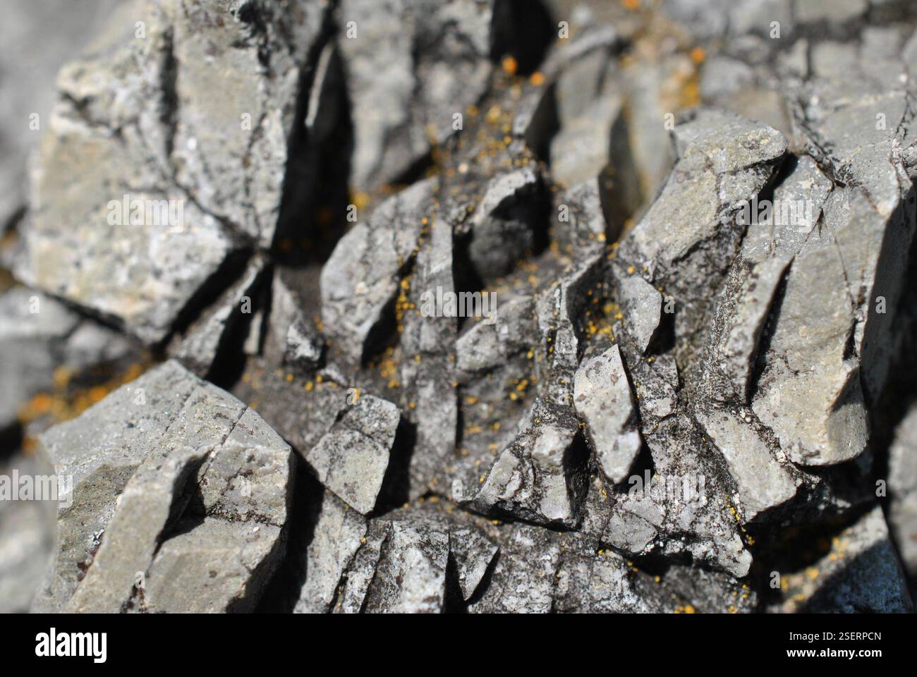 common lichens (Lecanoromycetes), Fungi, Deadmans Harbour, Blacks ...