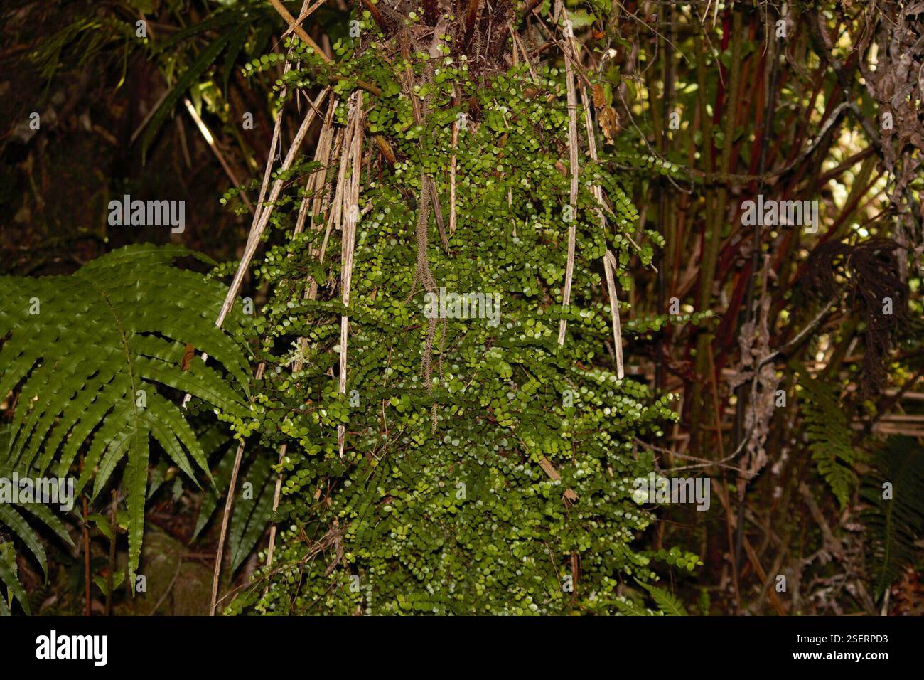 climbing rātā (Metrosideros perforata), Plantae, Ōkārito 7886, New ...