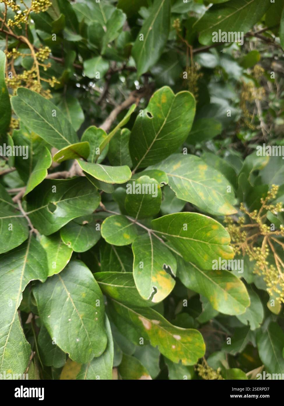 (Sapindus emarginatus), Plantae, Pakkamalai R.F Stock Photo - Alamy