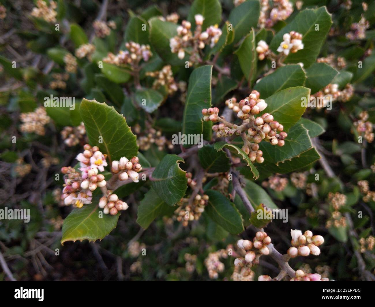 lemonade berry (Rhus integrifolia), Plantae, Torrey Pines State Reserve ...