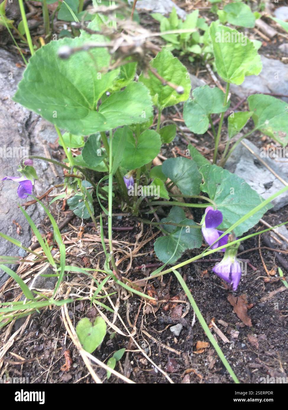 Northern Woodland Violet (Viola septentrionalis), Plantae, Rouyn ...