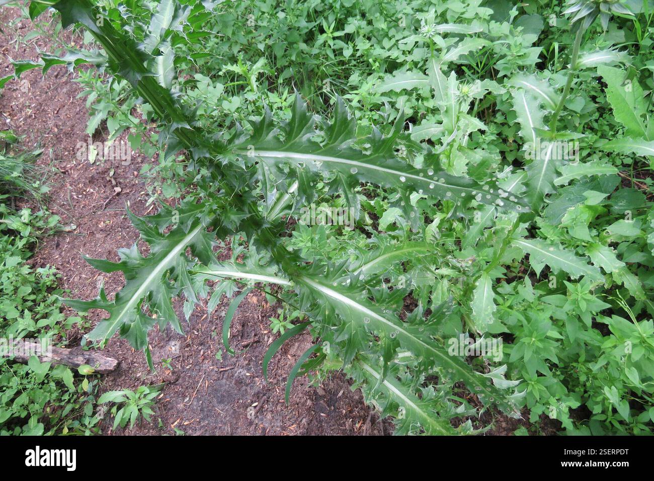 musk thistle (Carduus nutans), Plantae, Dufferin No. 190, SK, Canada ...