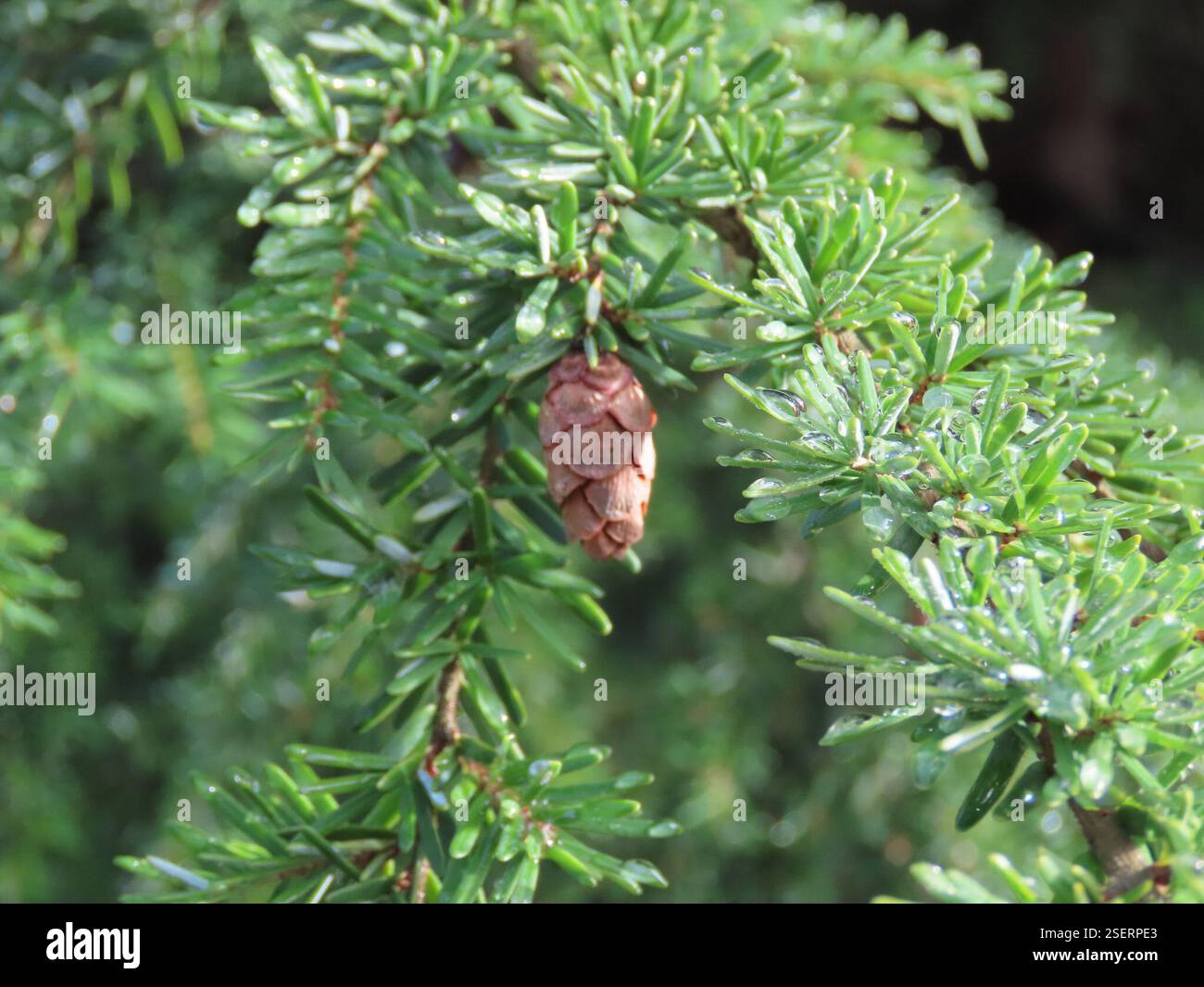 western hemlock (Tsuga heterophylla), Plantae, Capital, BC, Canada ...