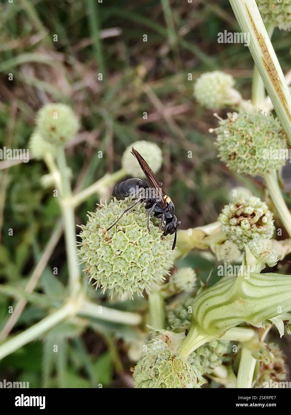 Camoati Wasp (Polybia scutellaris), Insecta, Parque Eldorado, Eldorado ...
